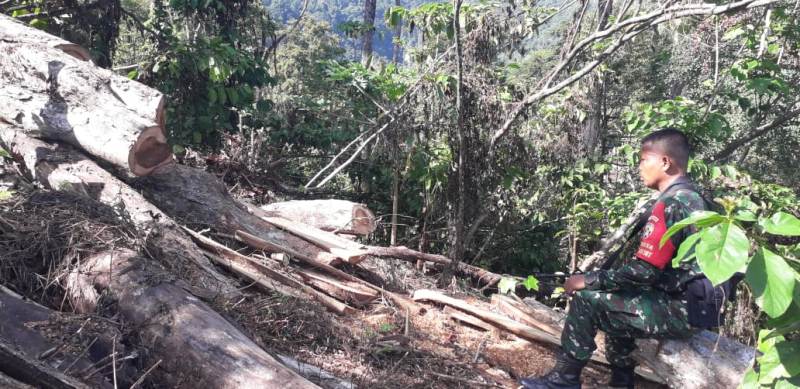 Tni Bongkar Illegal Logging Di Hutan Pangkug Paruk Koran Buleleng